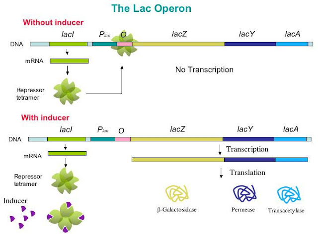 Lac Operon Model