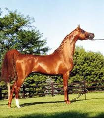 Los Caballos: Pelaje: Alazán