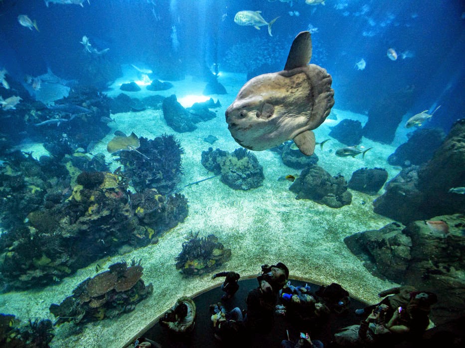 A riqueza em vida marinha do Oceanário de Lisboa | Maliária