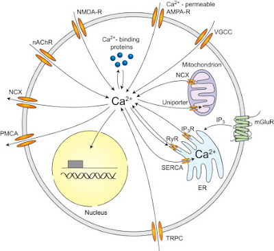 The Cellular Scale: Calcium: for more than just your bones