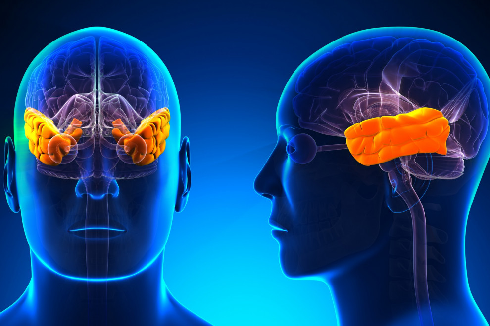 Corteza Cerebral y Complejidad Humana.: Gráfico de cada uno de lóbulos ...