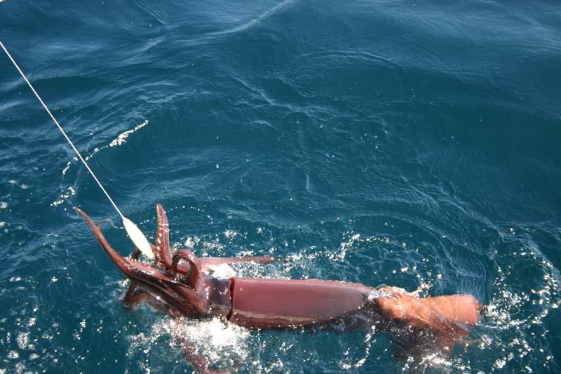 CUADERNO DE PESCA : PESCA DESDE EMBARCACION: EL EGING (1ª parte)