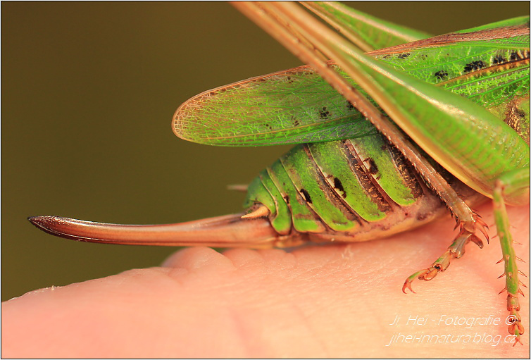 Fotografie přírody Ji Hei: Kobylka hnědá