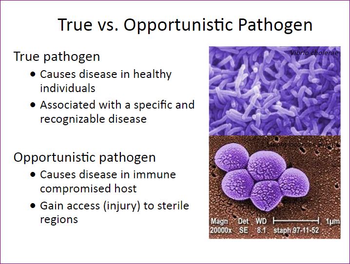A Lot Like Purple: True pathogens, opportunistic pathogens and the life ...