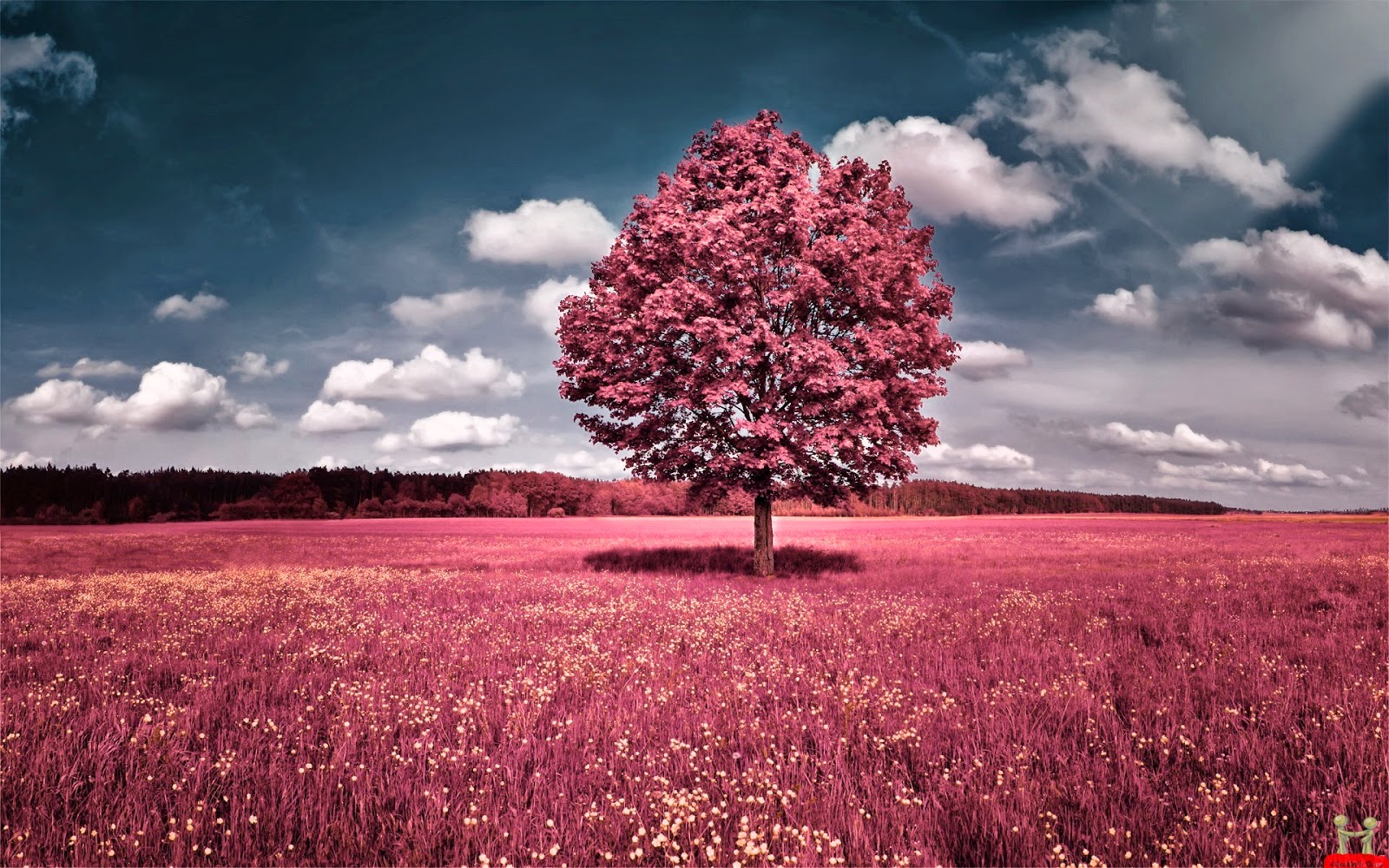 Soar with the Eagle: Good Tree Bad Tree