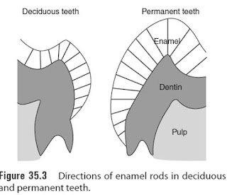 Enamel structures 2 l Oral histology & biology MCQs for dental students ...
