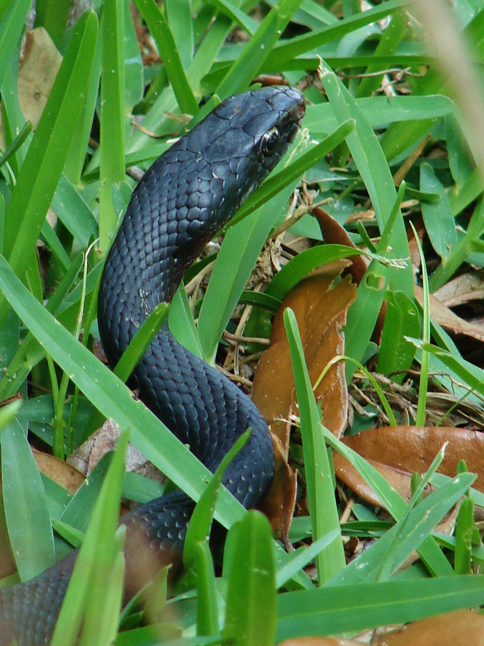 Bayou Lady: Southern Black Racers