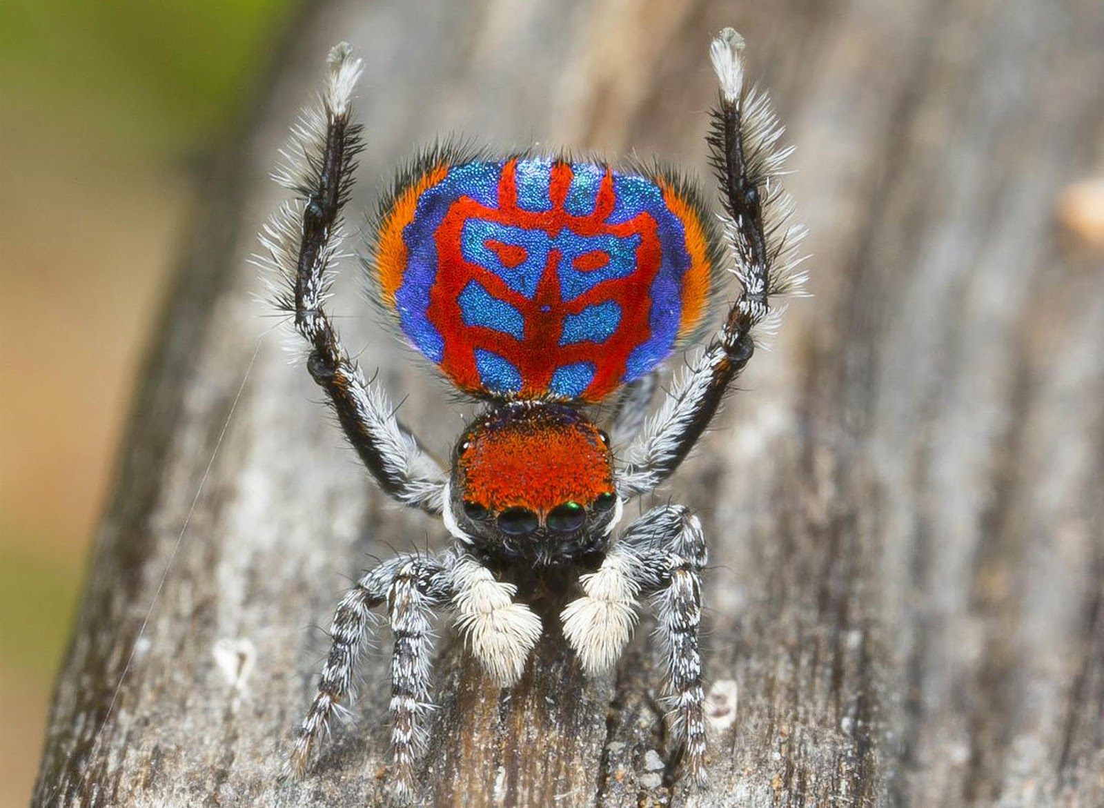 the igneous, the sedimentary and the metamorphic: assassin bugs ...