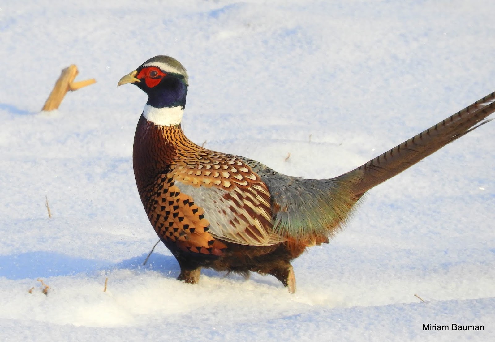 Ring-necked Pheasant (Faisan de chasse) - Travels With Birds
