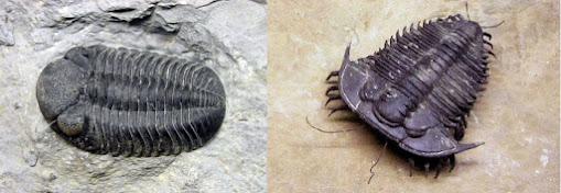 Coelho pré-Cambriano: Como organizamos os seres vivos? Parte 6: Fósseis