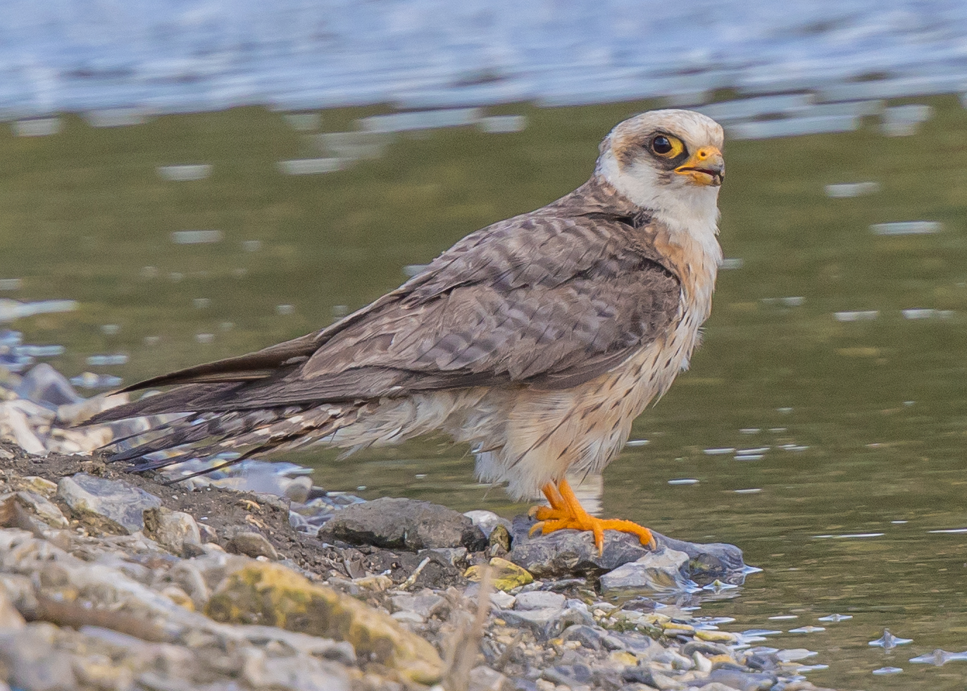 A close encounter of the Red-footed Falcon kind