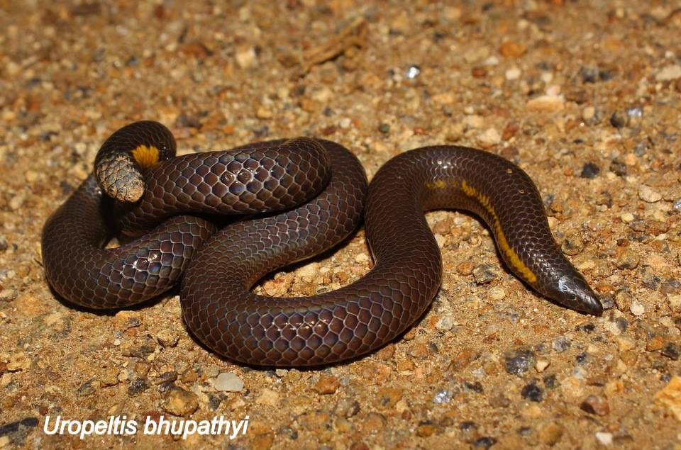 Species New to Science: [Herpetology • 2018] Uropeltis bhupathyi • A ...