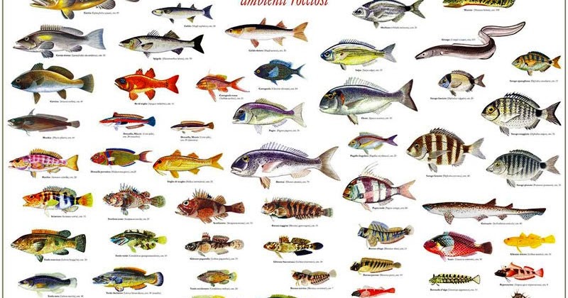 Pesci del Mediterraneo " AMBIENTE ROCCIOSO