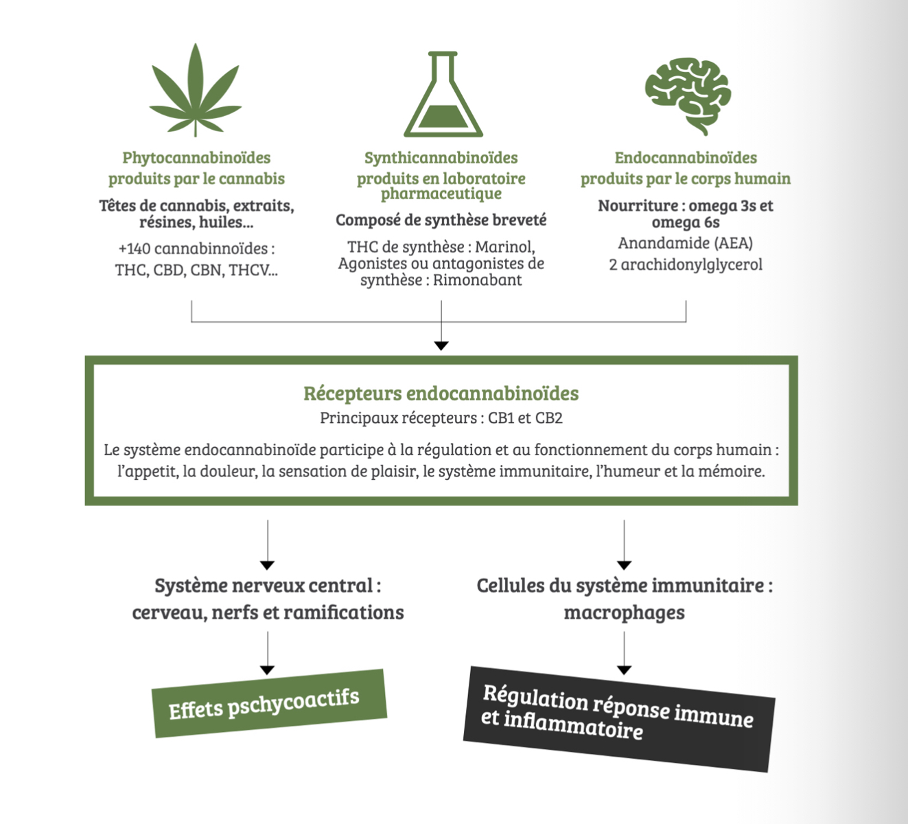 QU’EST-CE QUE LE CBD