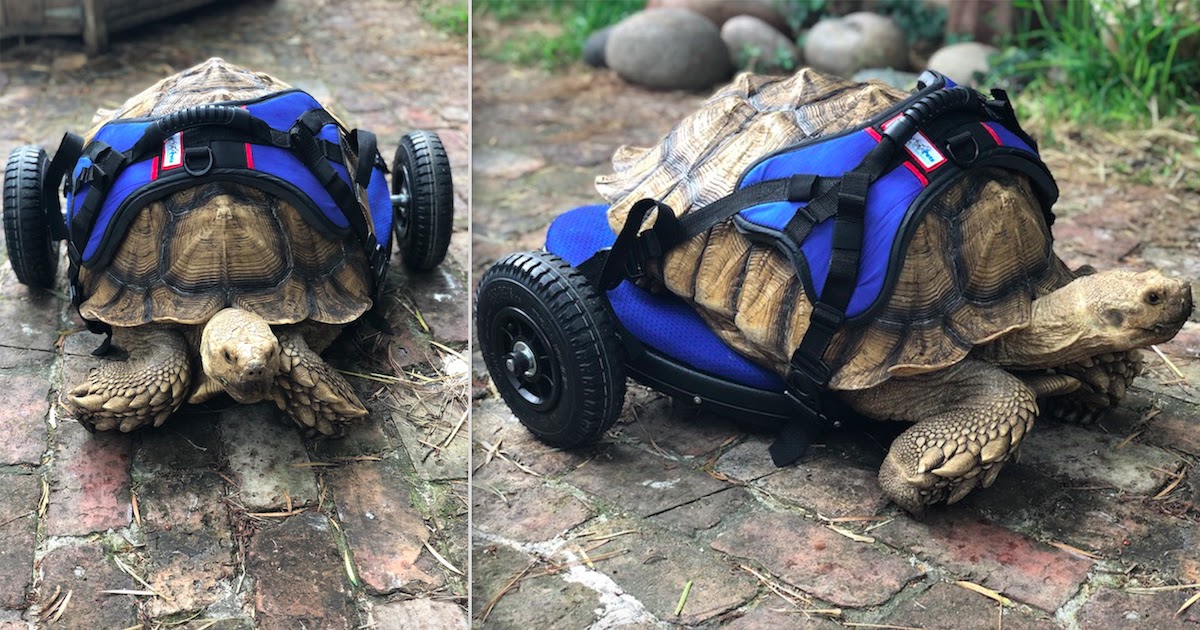Disabled Tortoise Is Rescued By Activist Group Who Build Him Adjustable ...