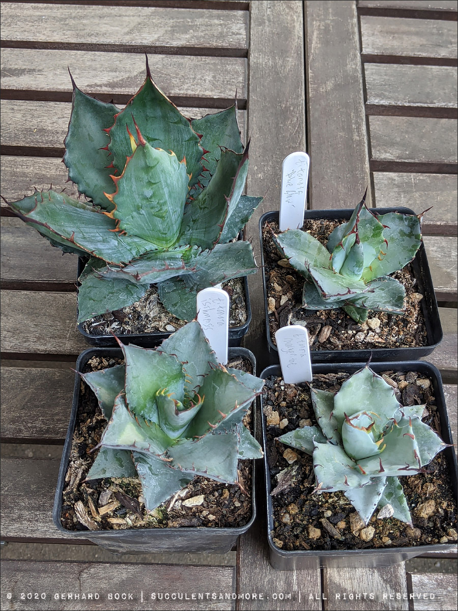 Jeremy Spath's Hidden Agave Ranch: the greenhouse