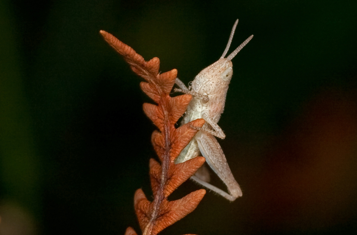 Irish Wildlife Photography: Grasshopper Nymph