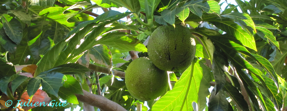 Tahiti, ses îles et autres bouts du monde: Te ‘uru: The breadfruit