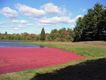 Dolce Cape Cod: It's a cranberry world on Cape Cod