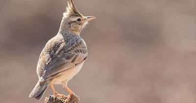 Mythology and Folklore UN-Textbook: Story of the Day: How the Lark Got ...