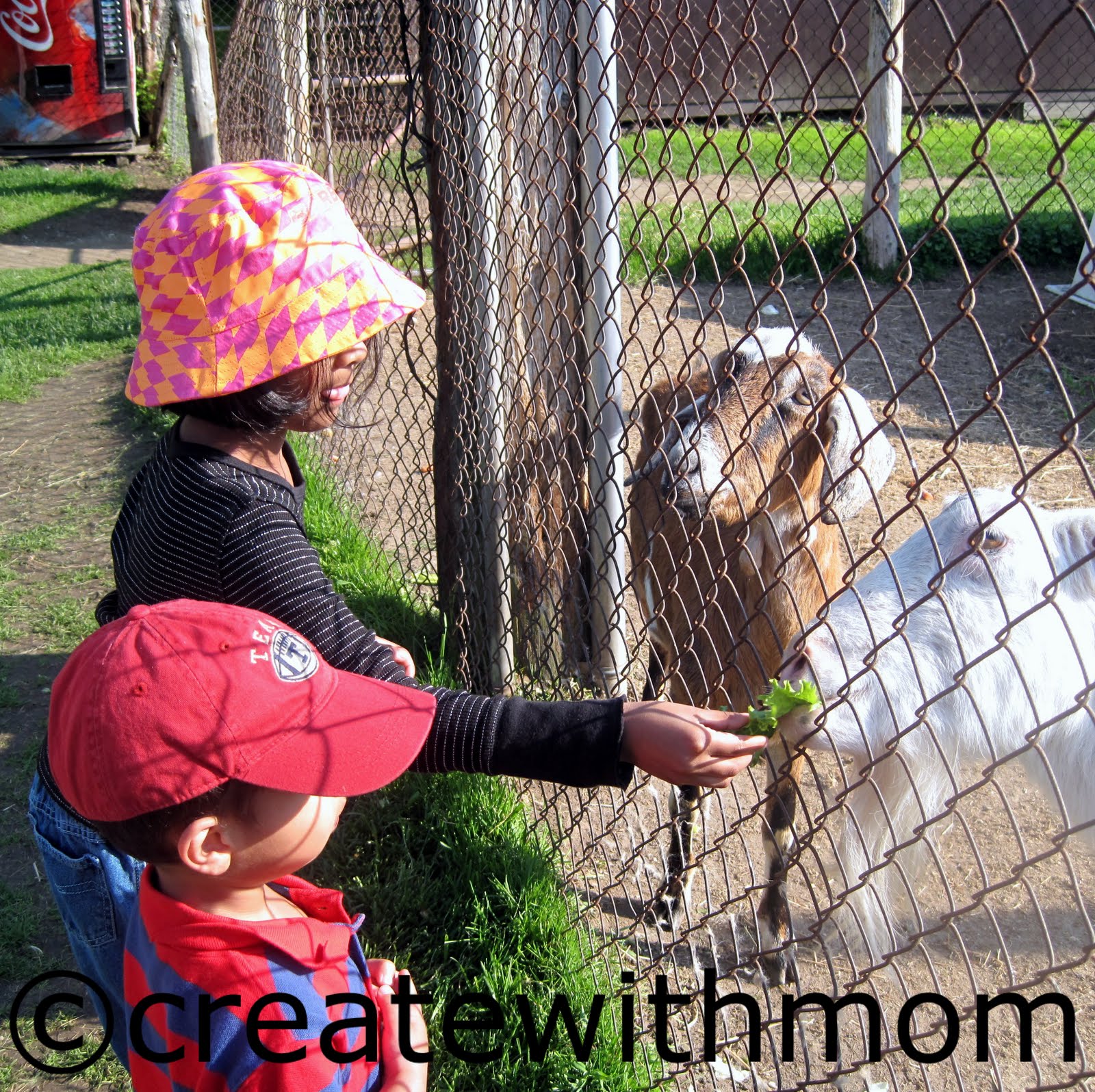 Create With Mom: Visiting the local animal farm with children
