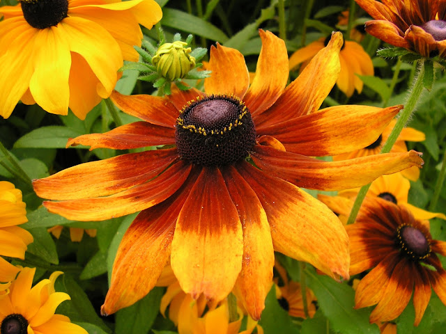 HOW TO GROW RUDBECKIA FROM SEED |The Garden of Eaden