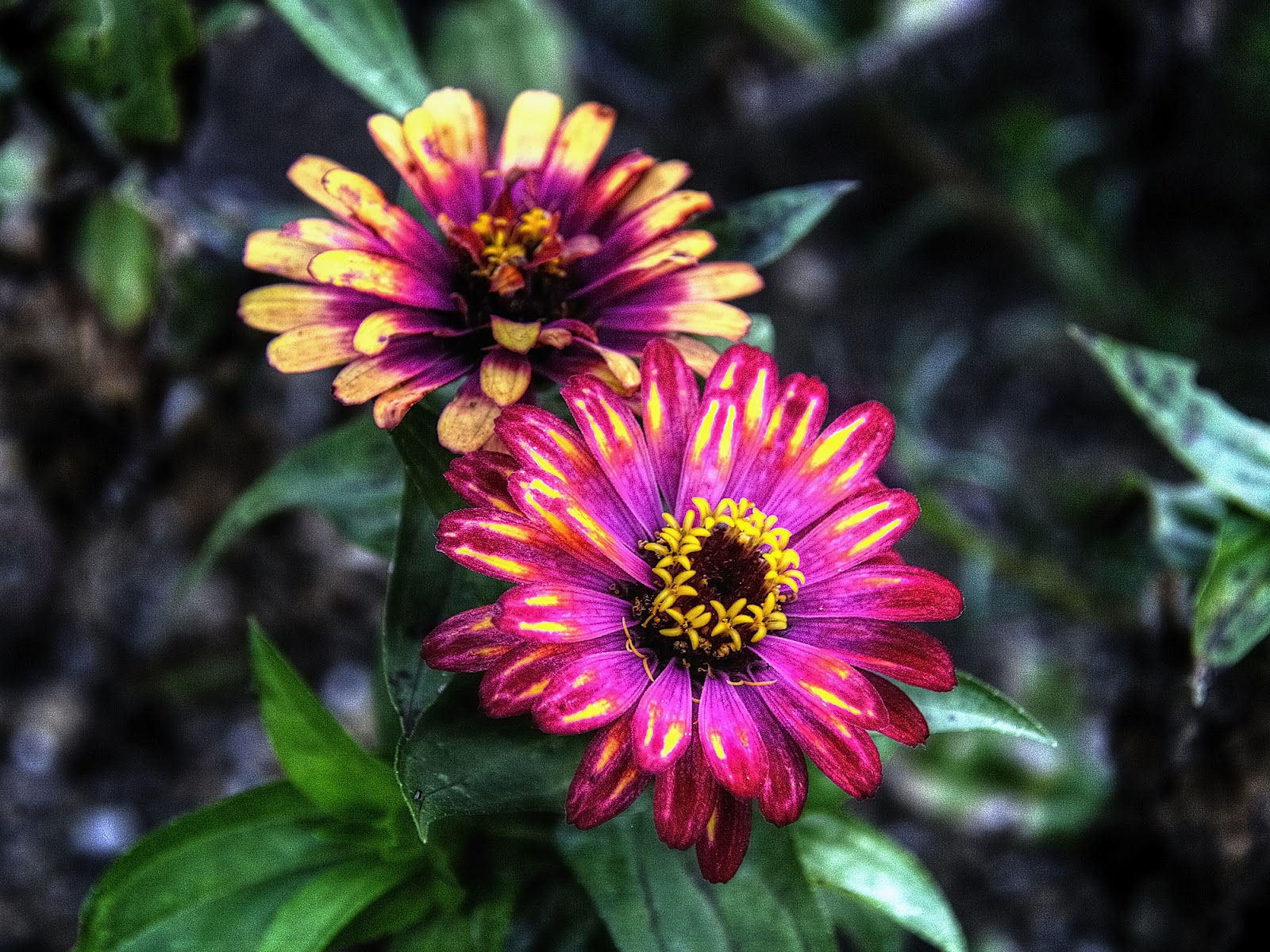 Hata3's Photo Haiku: dull flowers