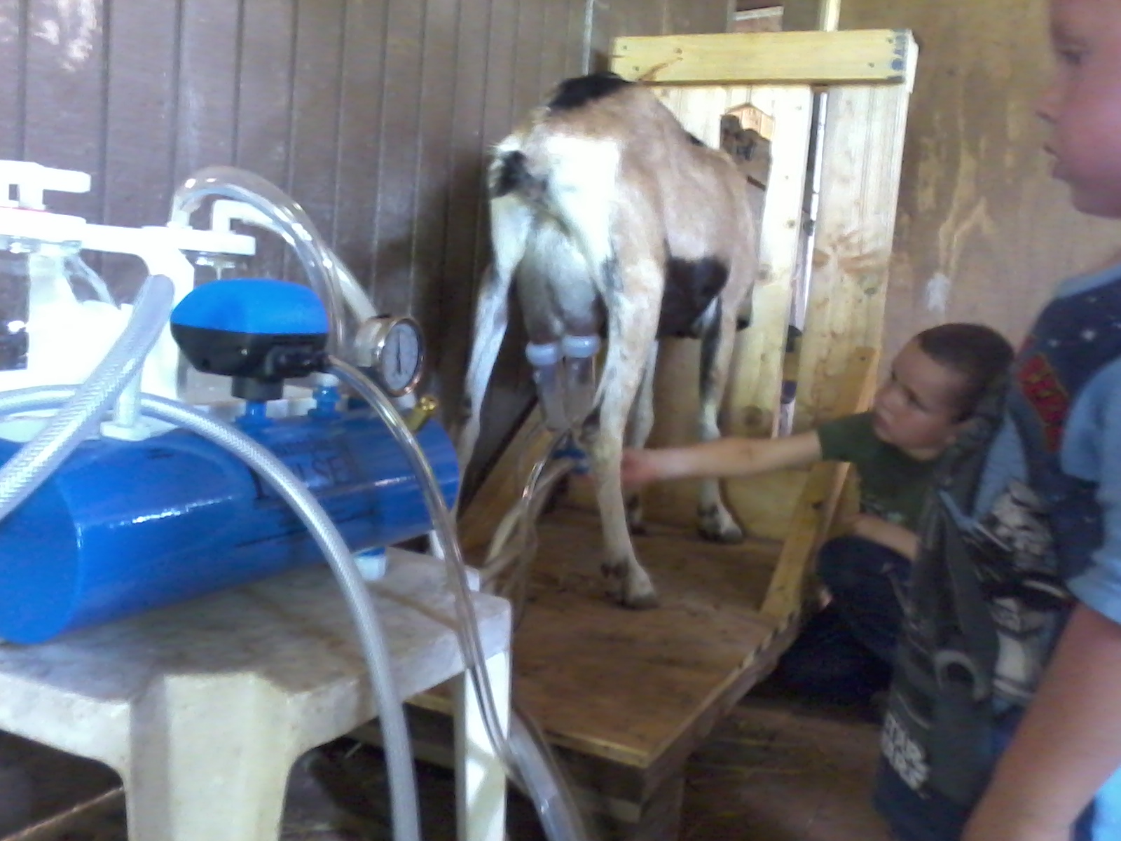 Kleinshire: First Thoughts on our new "Simple Pulse" milker