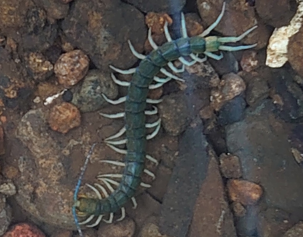 Species New to Science: [Chilopoda • 2021] Scolopendra alcyona • A New ...