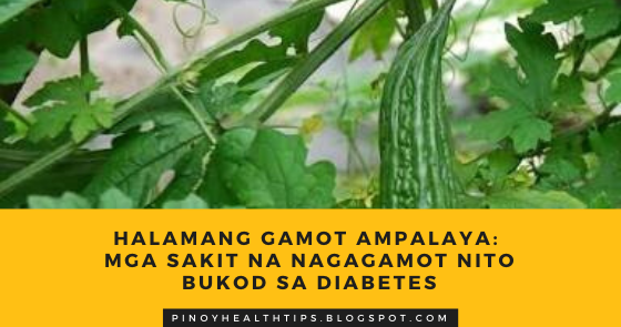 Pinoy Health Tips: Halamang Gamot Ampalaya: Mga Sakit na Nagagamot Nito ... Pinoy Health Tips: Halamang Gamot Ampalaya: Mga Sakit na Nagagamot Nito ...