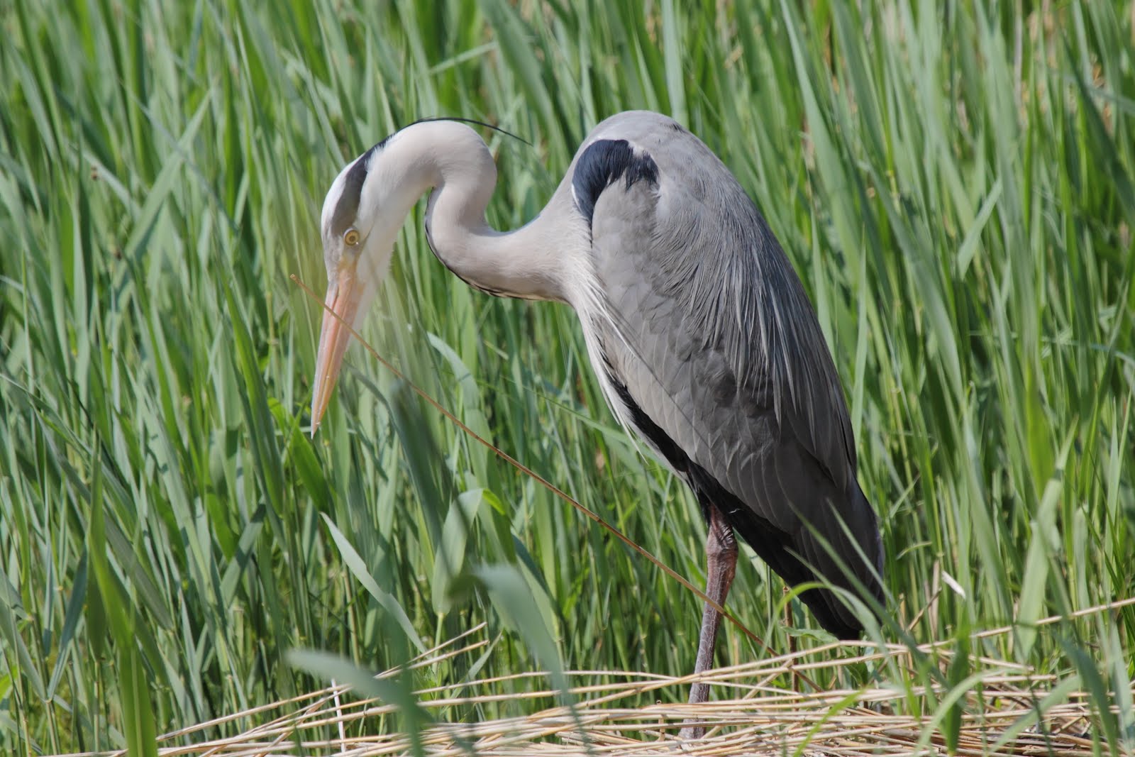 NATUURFOTOGRAFIE ROBERT WAGTER: Haagse reiger