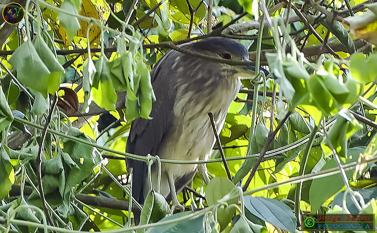 Jardín de Aves: Guaco Común
