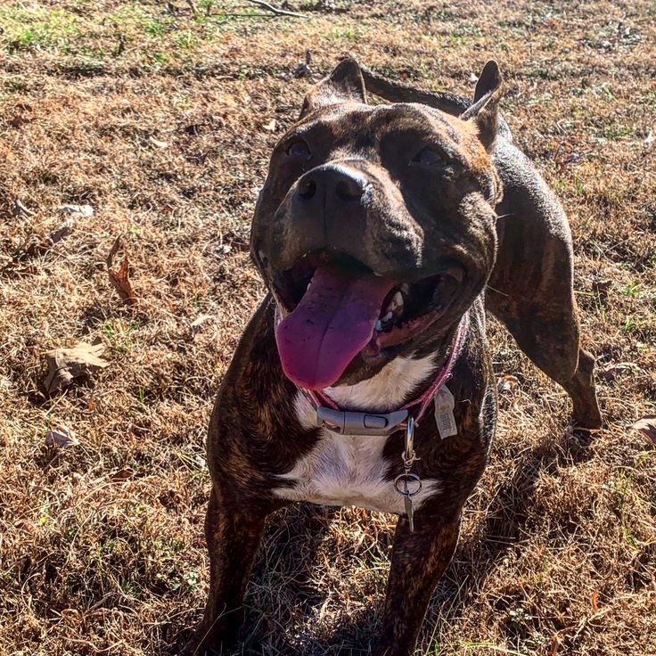 El pitbull Stuffawler