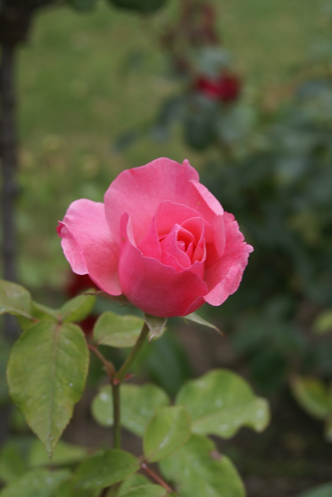 Readerbuzz: Iconic Paris*: Amazing Flowers