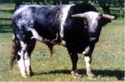 La fauna en la península ibérica: Mamíferos