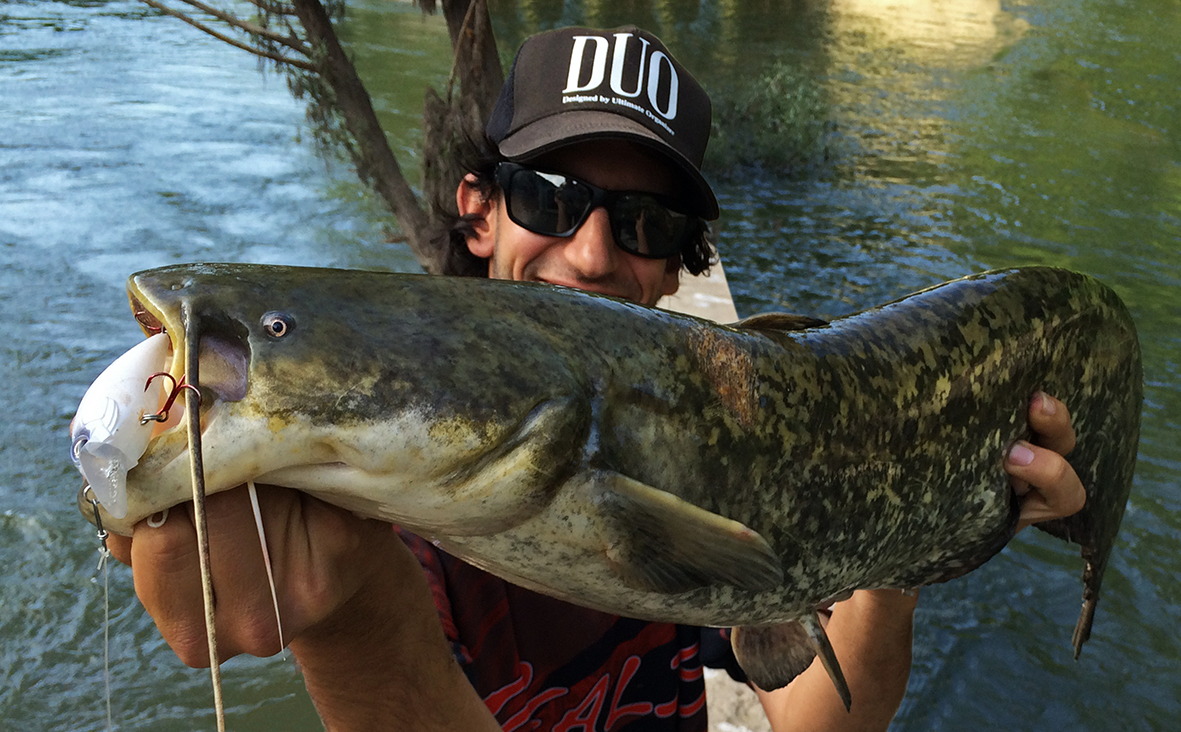 Siluros a SpinninG ~ Spinning PepFrank