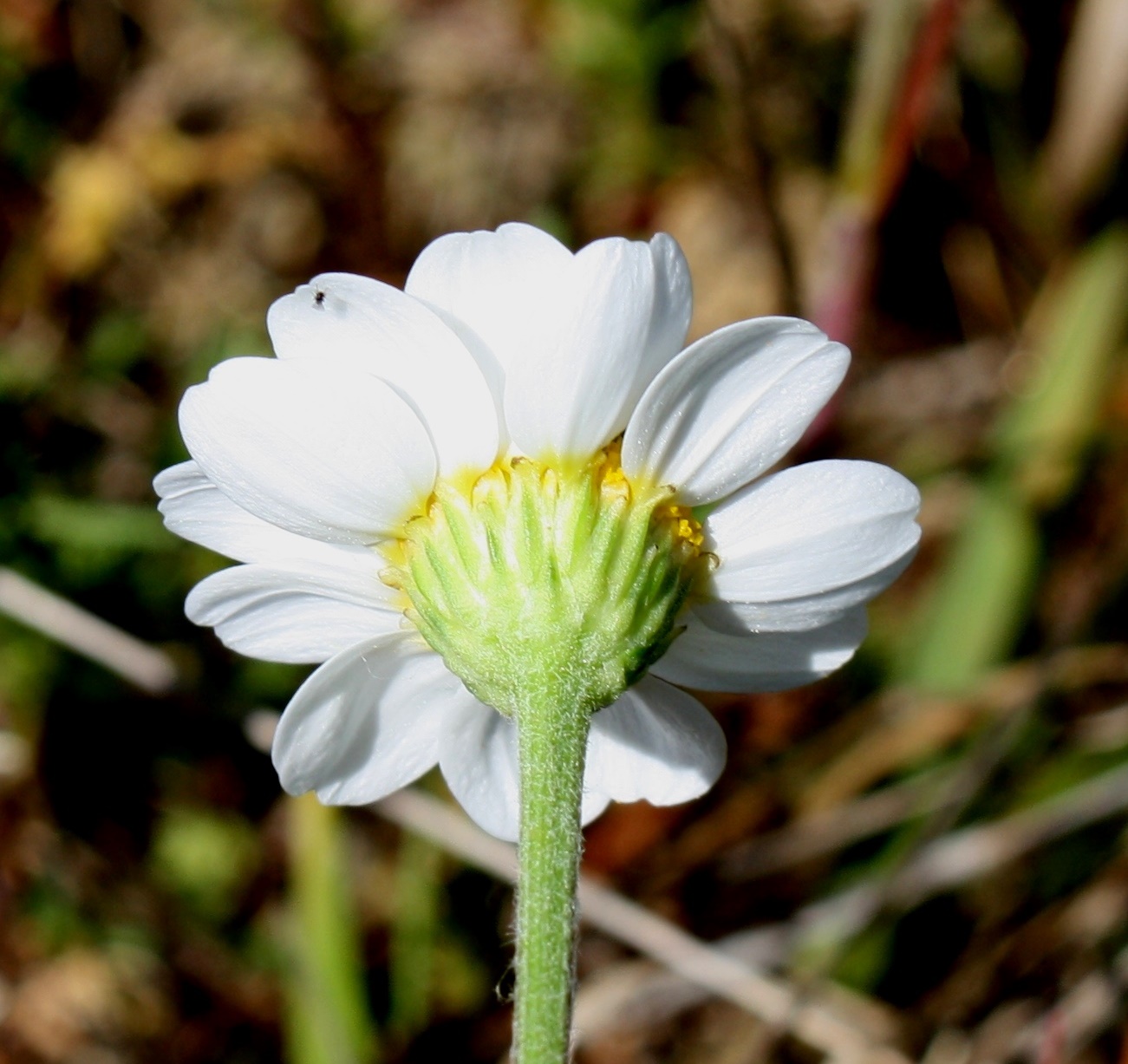 Plantas: Beleza e Diversidade: Malmequer-das-areias (Anthemis maritima)