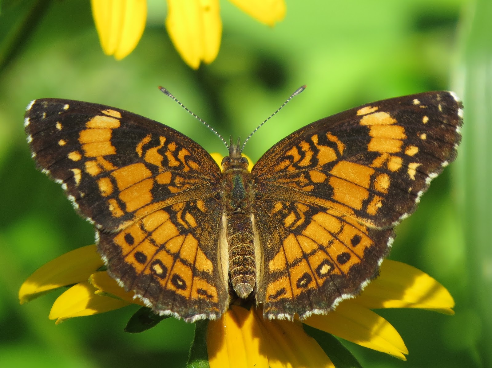 Blue Jay Barrens: August 2017