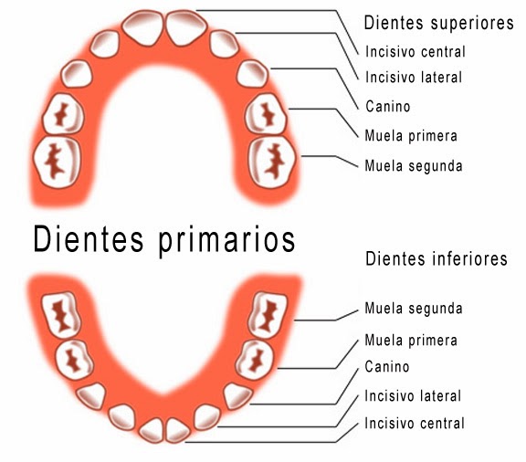 Por un parto respetado.: EVOLUCIÓN DEL BEBÉ: La primera dentición ...
