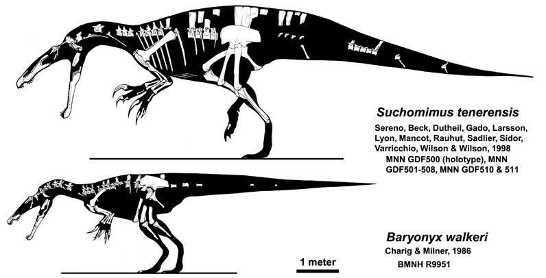 Species New to Science: [Paleontology • 1986] Baryonyx walkeri • a ...