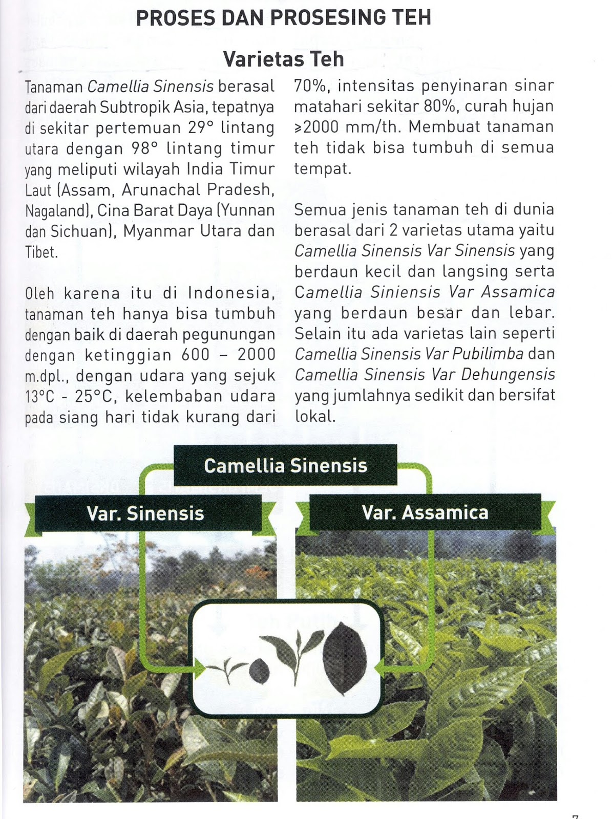 PROSES PENGOLAHAN TEH