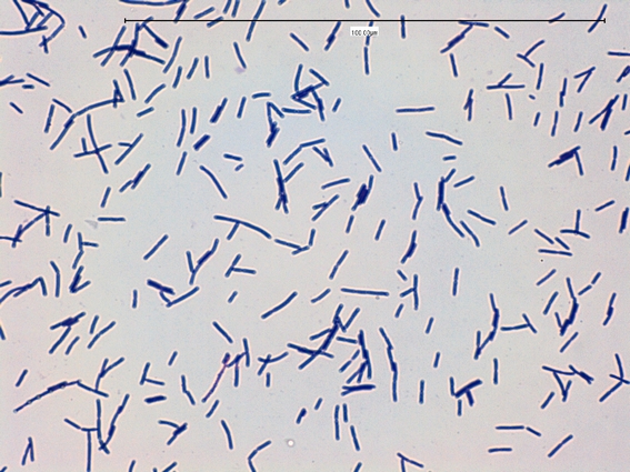 Fun With Microbiology (What's Buggin' You?): 2010