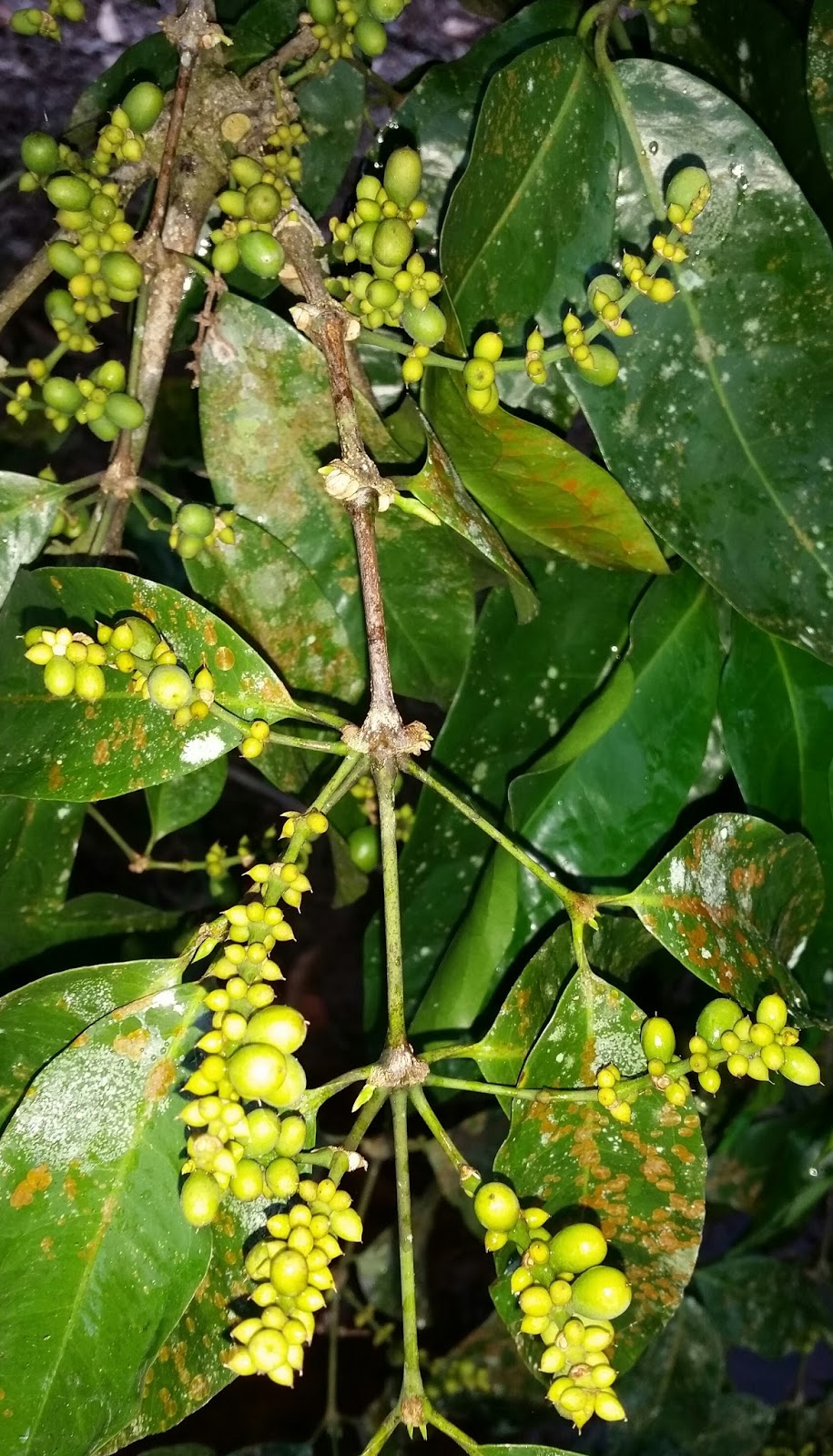 Crotons World: Kenali Pokok Belinjau - Pokok Hidup Di Zaman Purba Yang ...