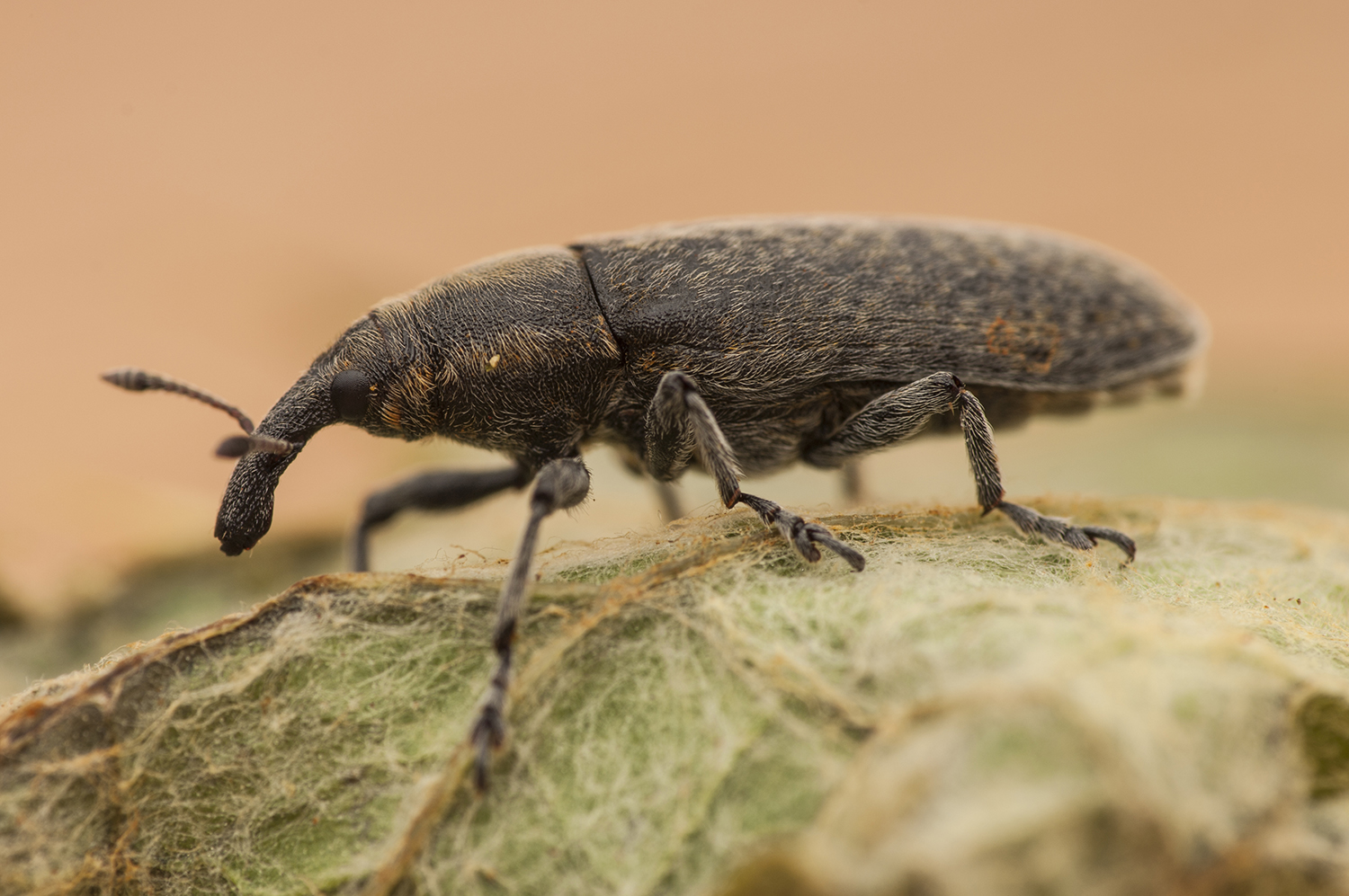 Nature photos from an Amateur Naturalist: South Nyírség, Hungary (Süd ...