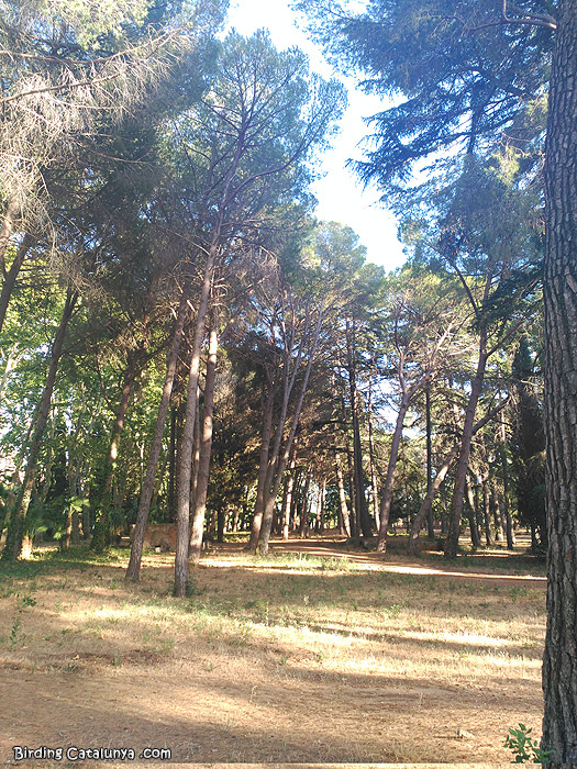 Birding Catalunya: Hàbitats del Parc Samà