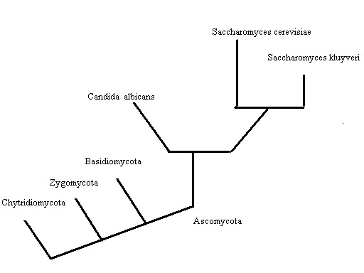 Fantastic Fungi Featurette: Specimen #11: Yeast