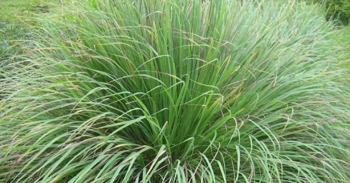 Supplier Tanaman Serai Merah / Sereh Wangi Kualitas Terbaik Tlp ...