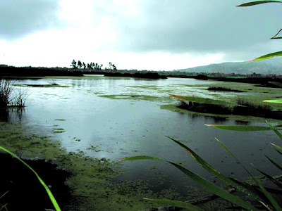 HUMEDALES DE BOGOTA: HUMEDAL JUAN AMARILLO O TIBABUYES