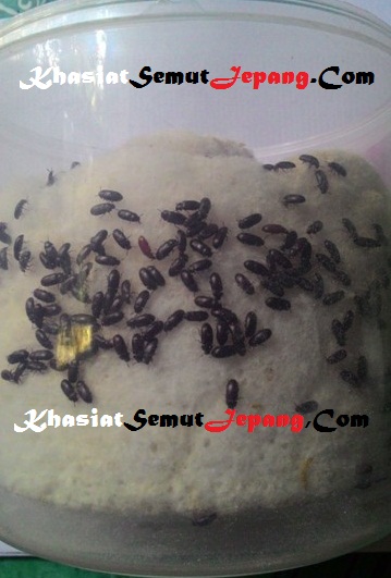 Bisnis Khasiat Manfaat Cara Budidaya Ternak Kegunaan Semut Jepang