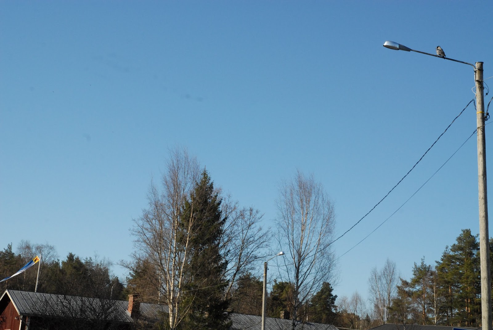 Teuvon kuvat -Teuvo images: Varis ihmettelee uutta viiriä....Crow ...
